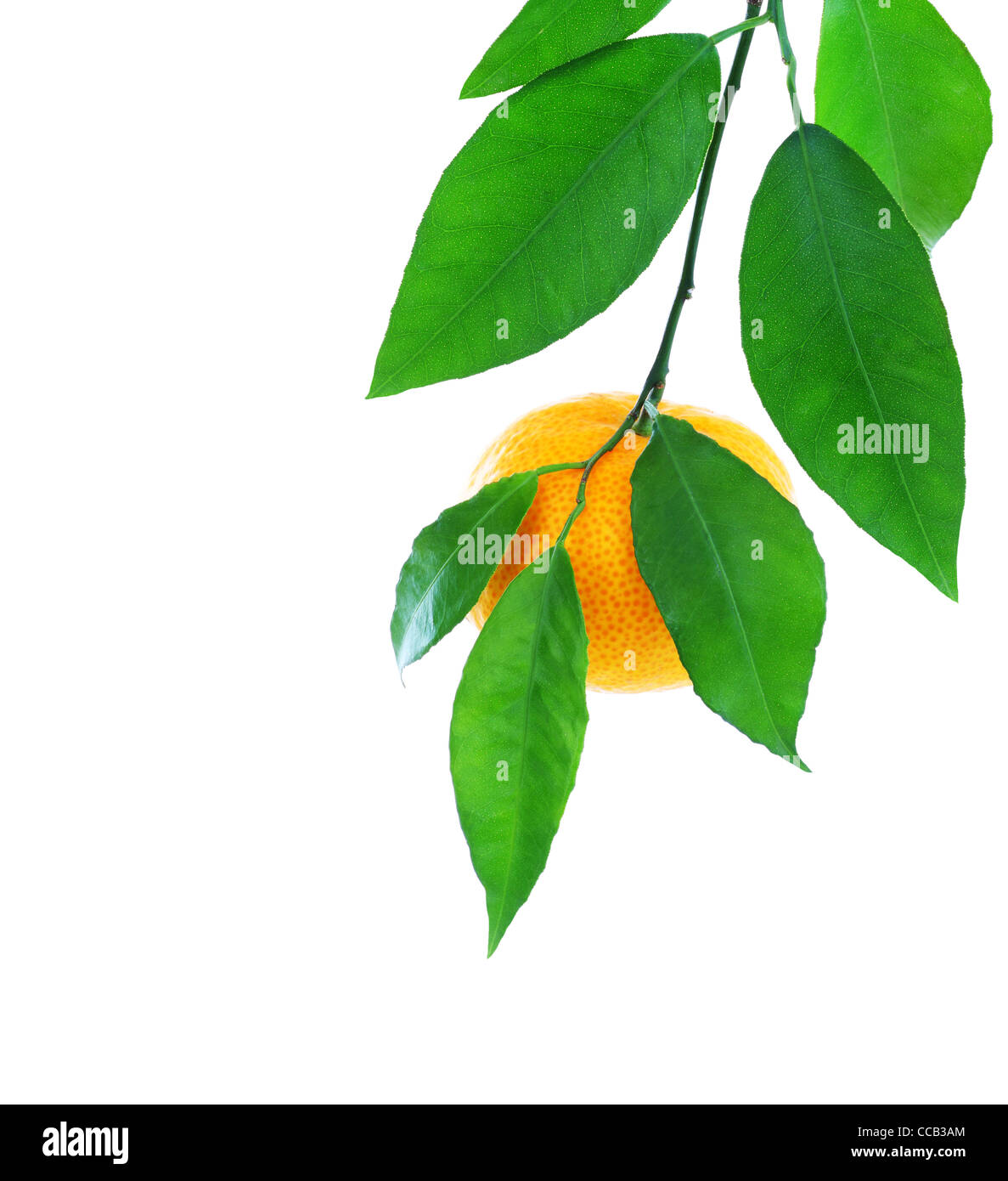Ripe fresh mandarin with leaves isolated on white background Stock ...