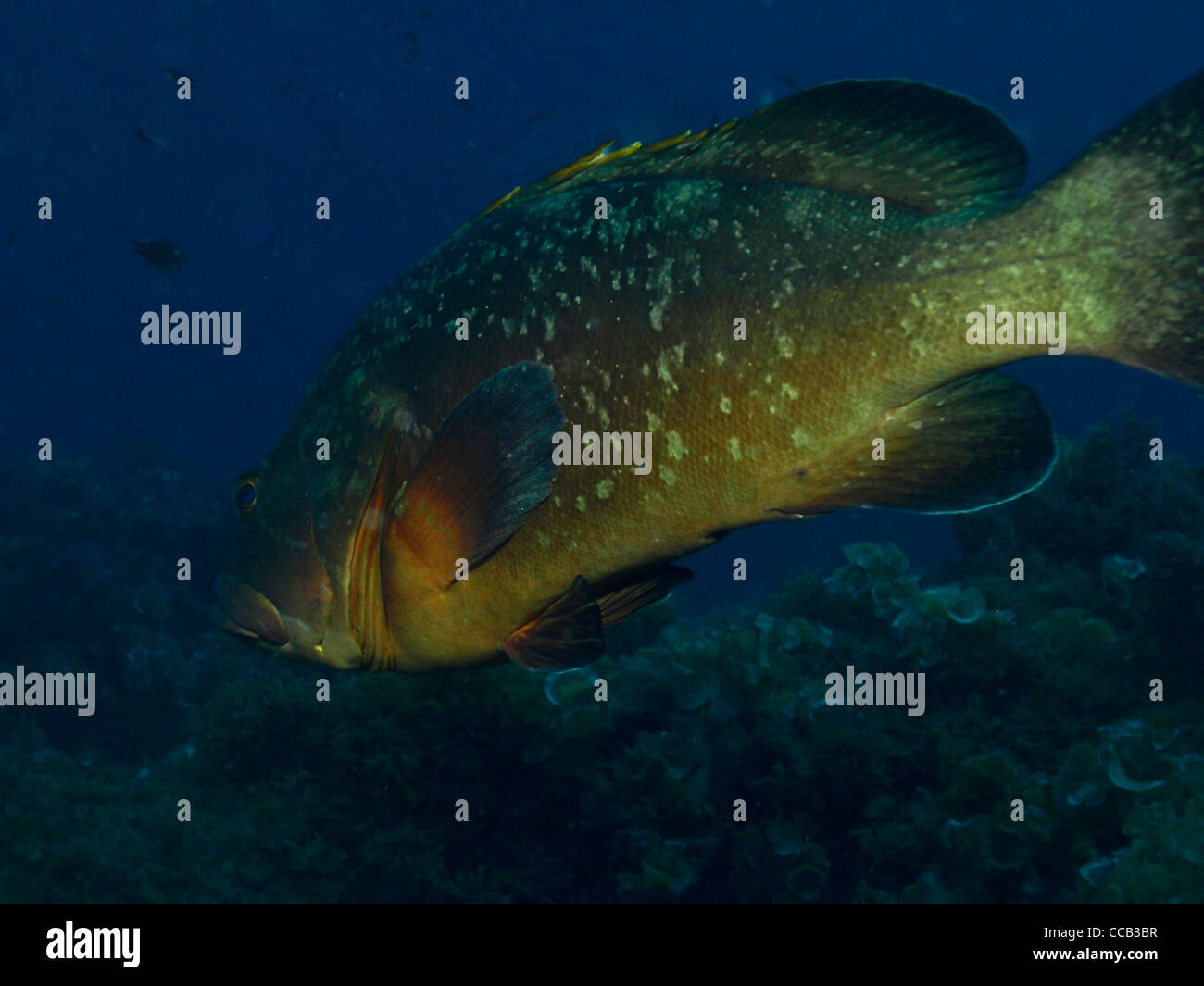 Marine grouper eyes hi-res stock photography and images - Alamy