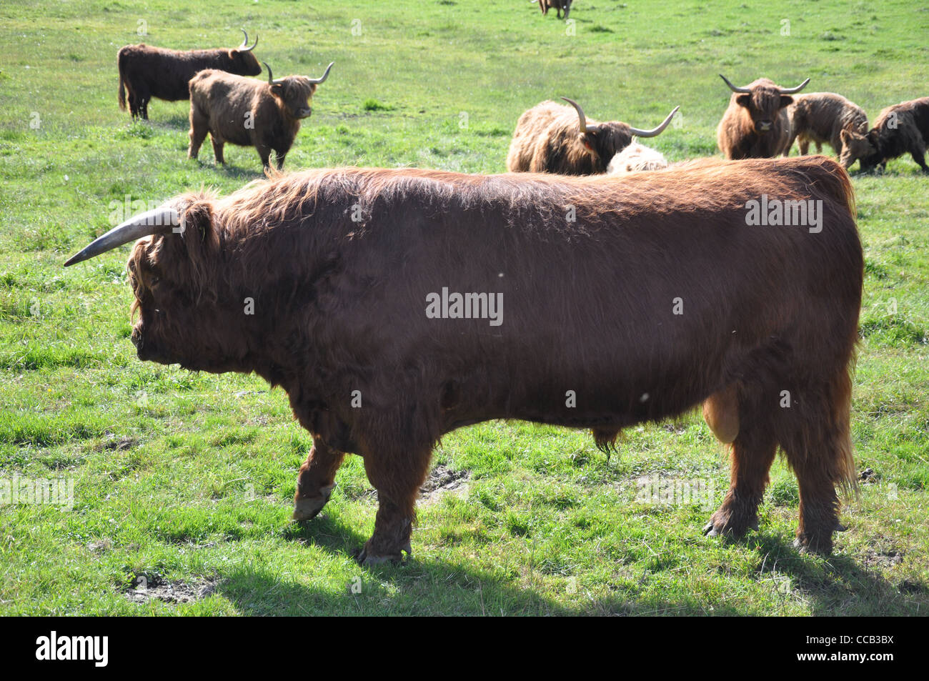 Highland Bull at work Stock Photo - Alamy