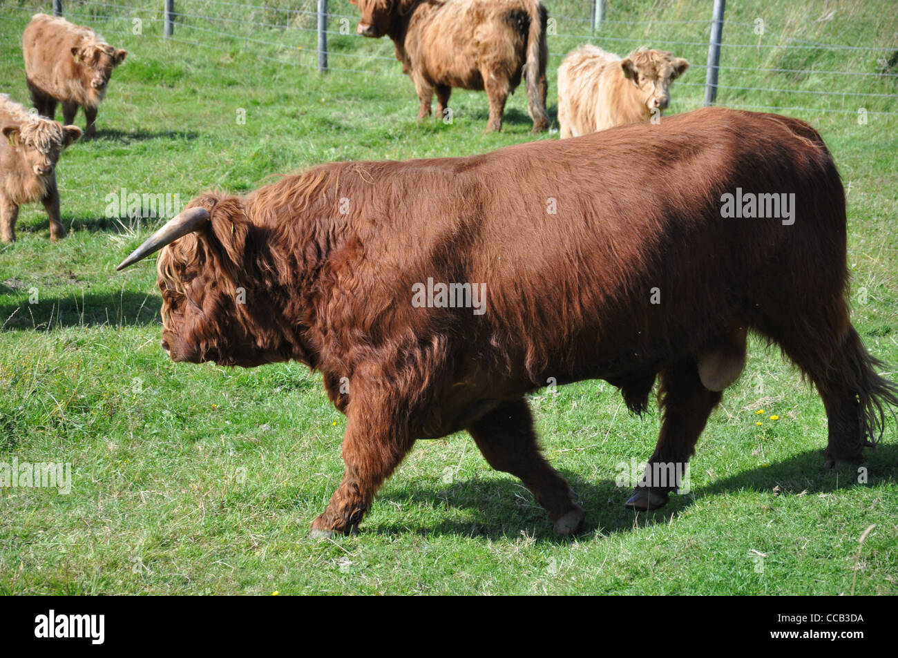 Highland Bull at work Stock Photo - Alamy