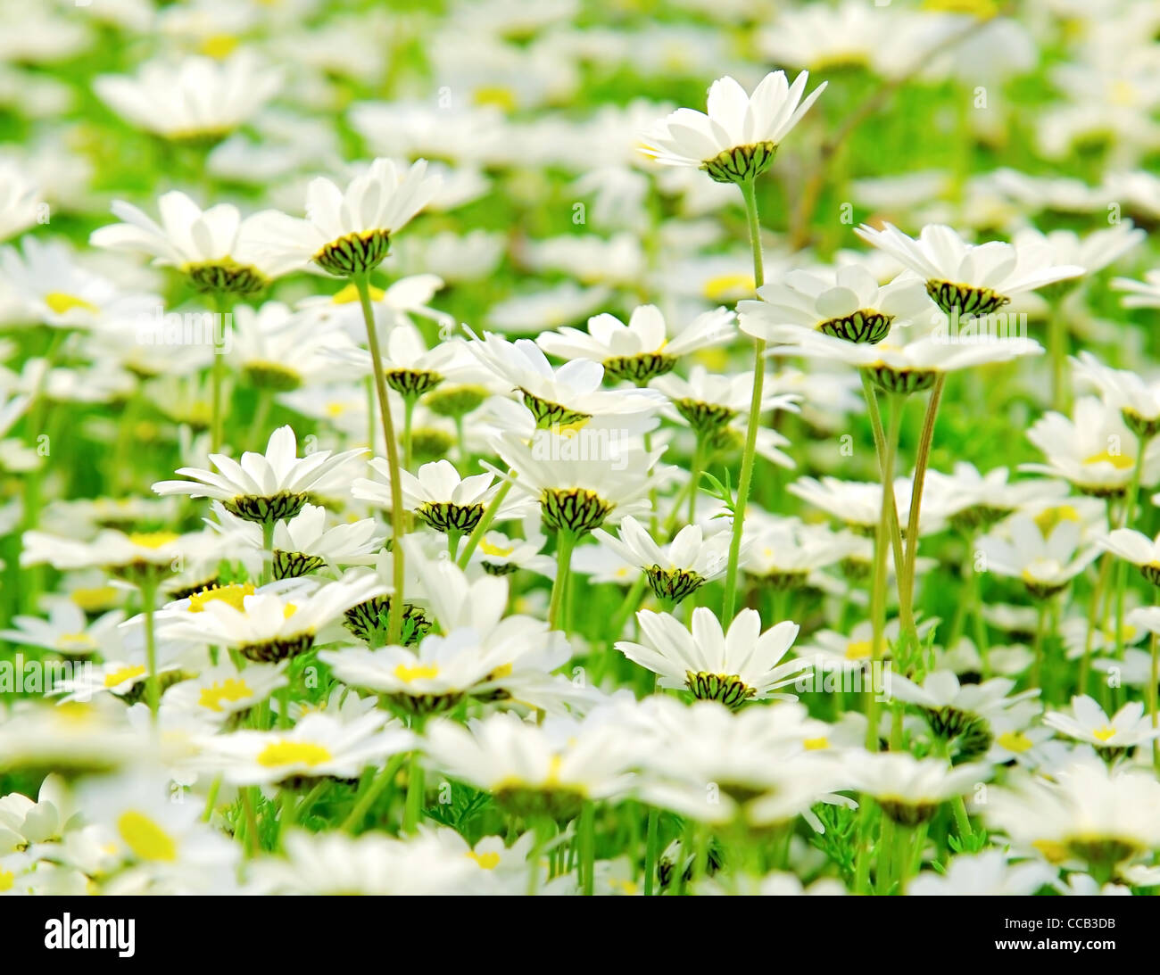 Spring meadow of white fresh daisy flowers, natural landscape Stock ...