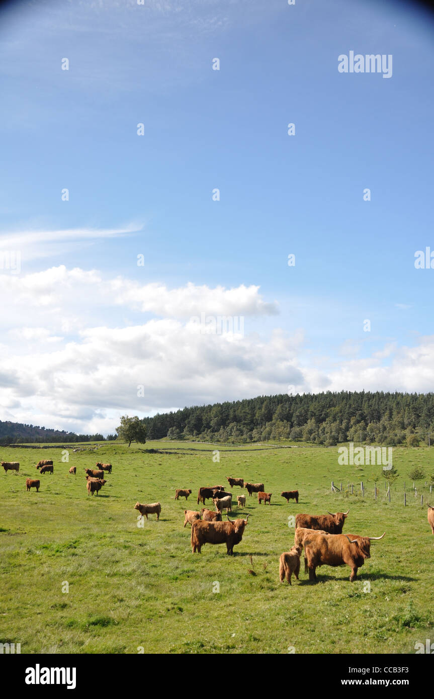 Highland Bull at work Stock Photo - Alamy