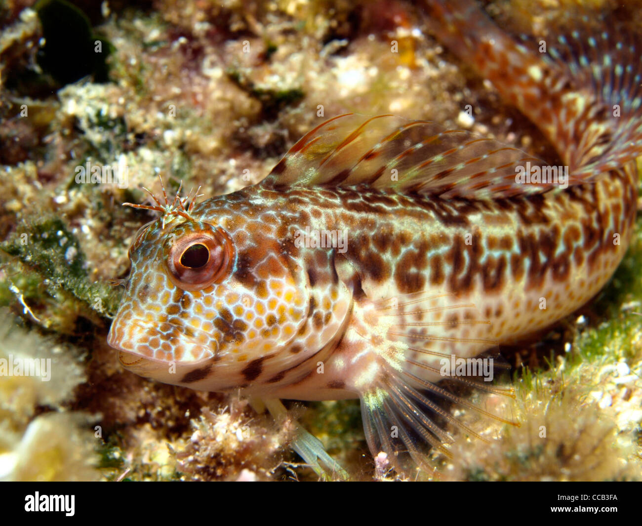 gobious small fish in the mediterranean Stock Photo - Alamy