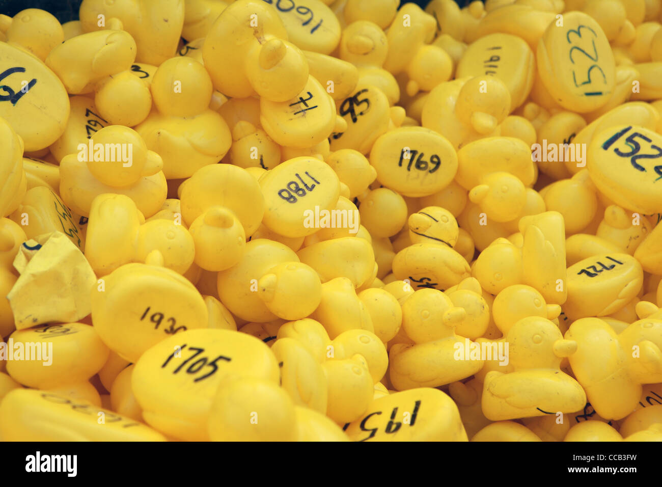 Yellow plastic ducks with numbers on them for a duck race Stock Photo ...