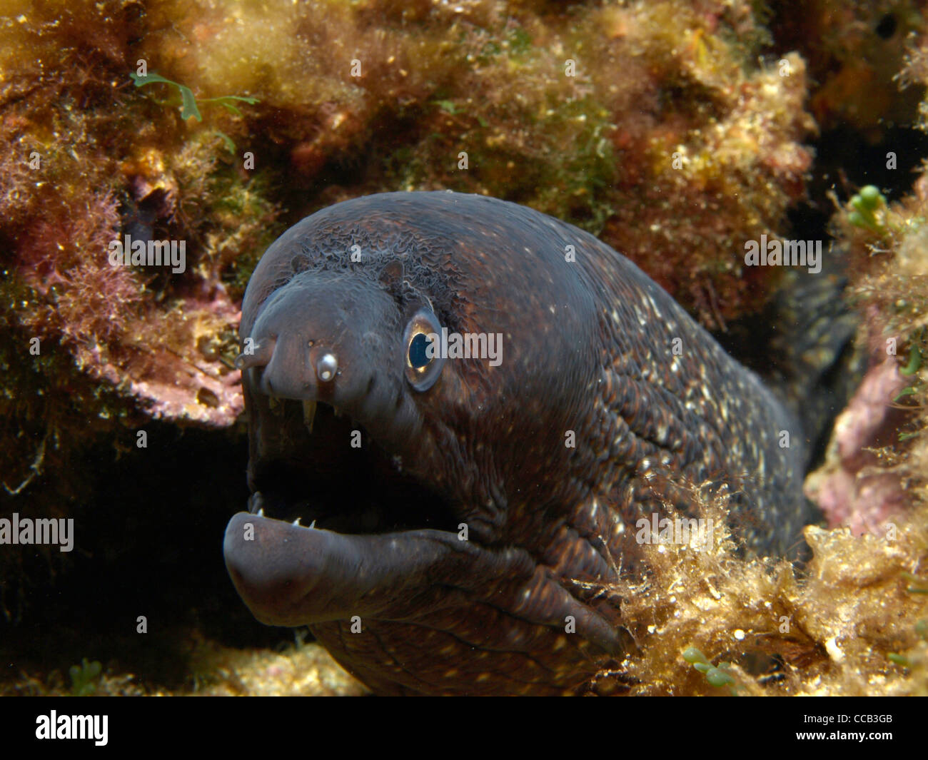 Moray eel in its cave Stock Photo - Alamy