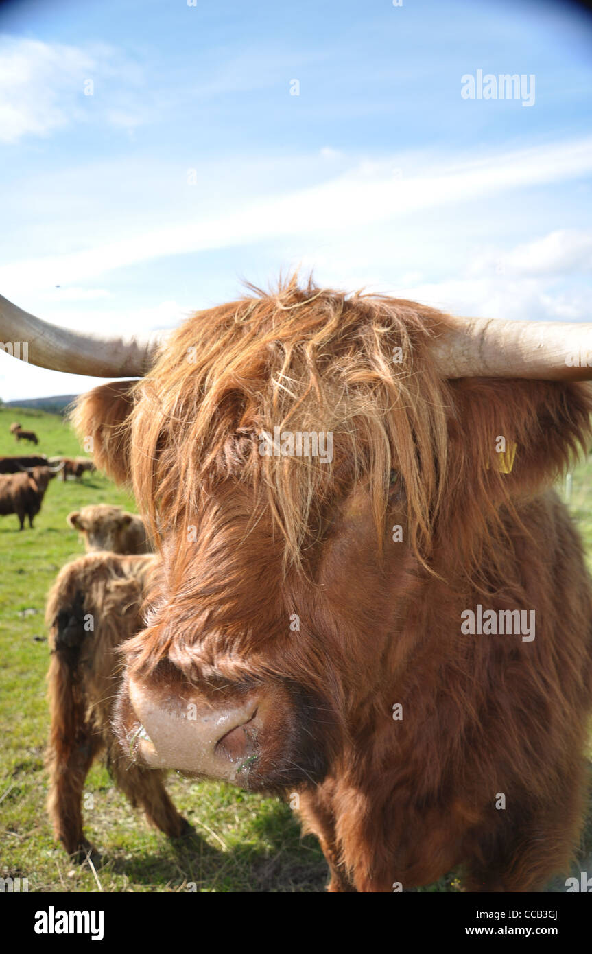 Highland Bull at work Stock Photo - Alamy