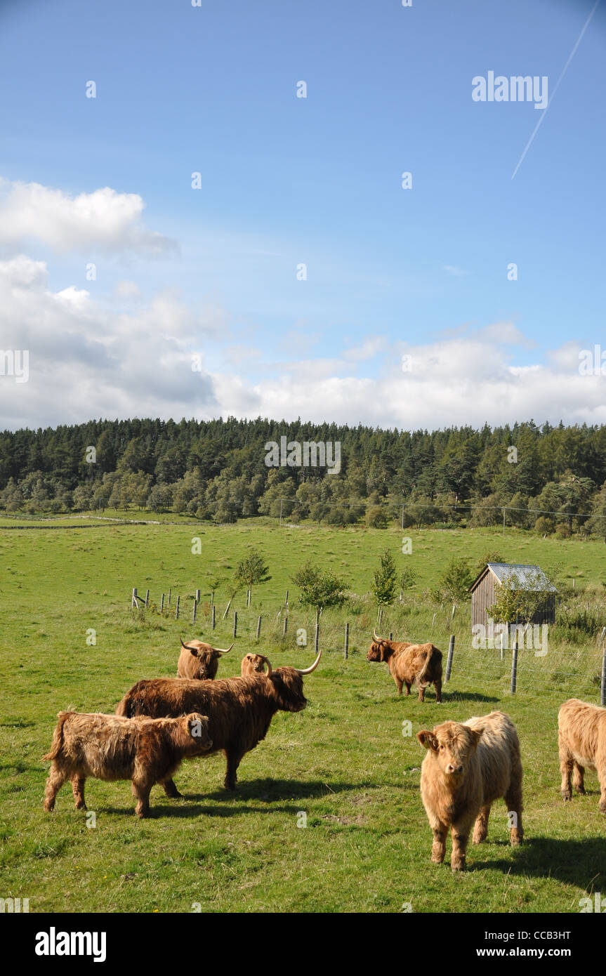 Highland Bull at work Stock Photo - Alamy