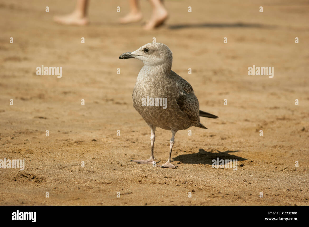 Young seagull on the beach at Woolacombe North Devon, Eng;land UK Stock ...