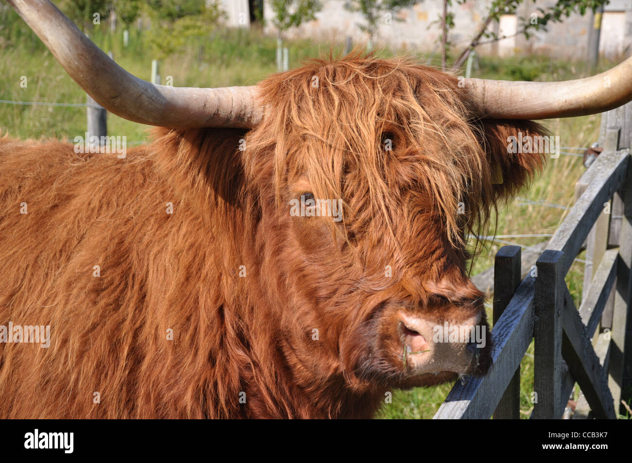 Highland Bull at work Stock Photo - Alamy