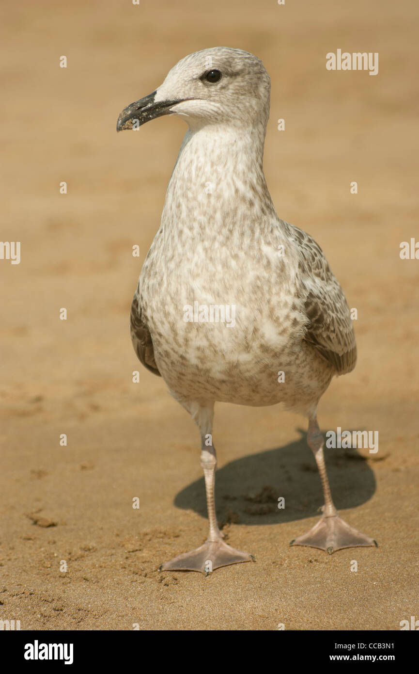 Young seagull on the beach at Woolacombe North Devon, Eng;land UK Stock ...