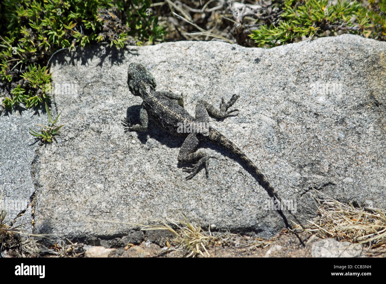 Dragon lizard hi-res stock photography and images - Alamy