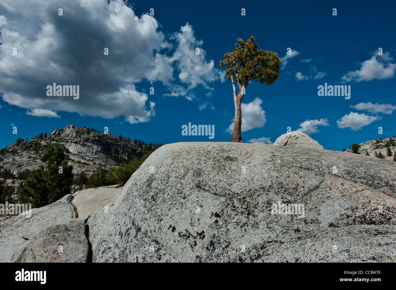 Lone gnarled old Bristlecone Pine (Pinus longaeva) tree in front of ...