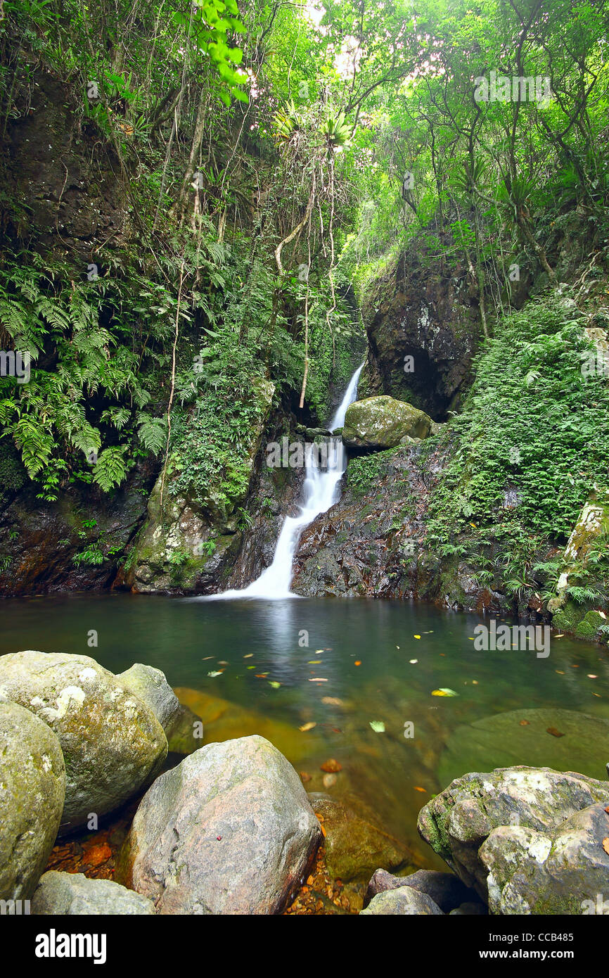Deep forest waterfall Stock Photo - Alamy