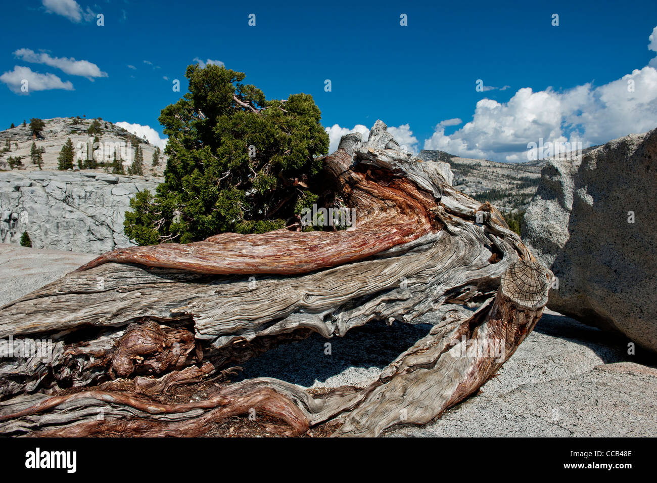 Lone gnarled old Bristlecone Pine (Pinus longaeva) tree stump in front ...