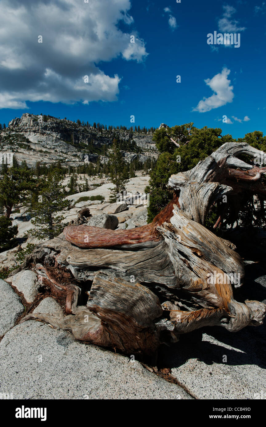 Lone gnarled old Bristlecone Pine (Pinus longaeva) tree stump in front ...