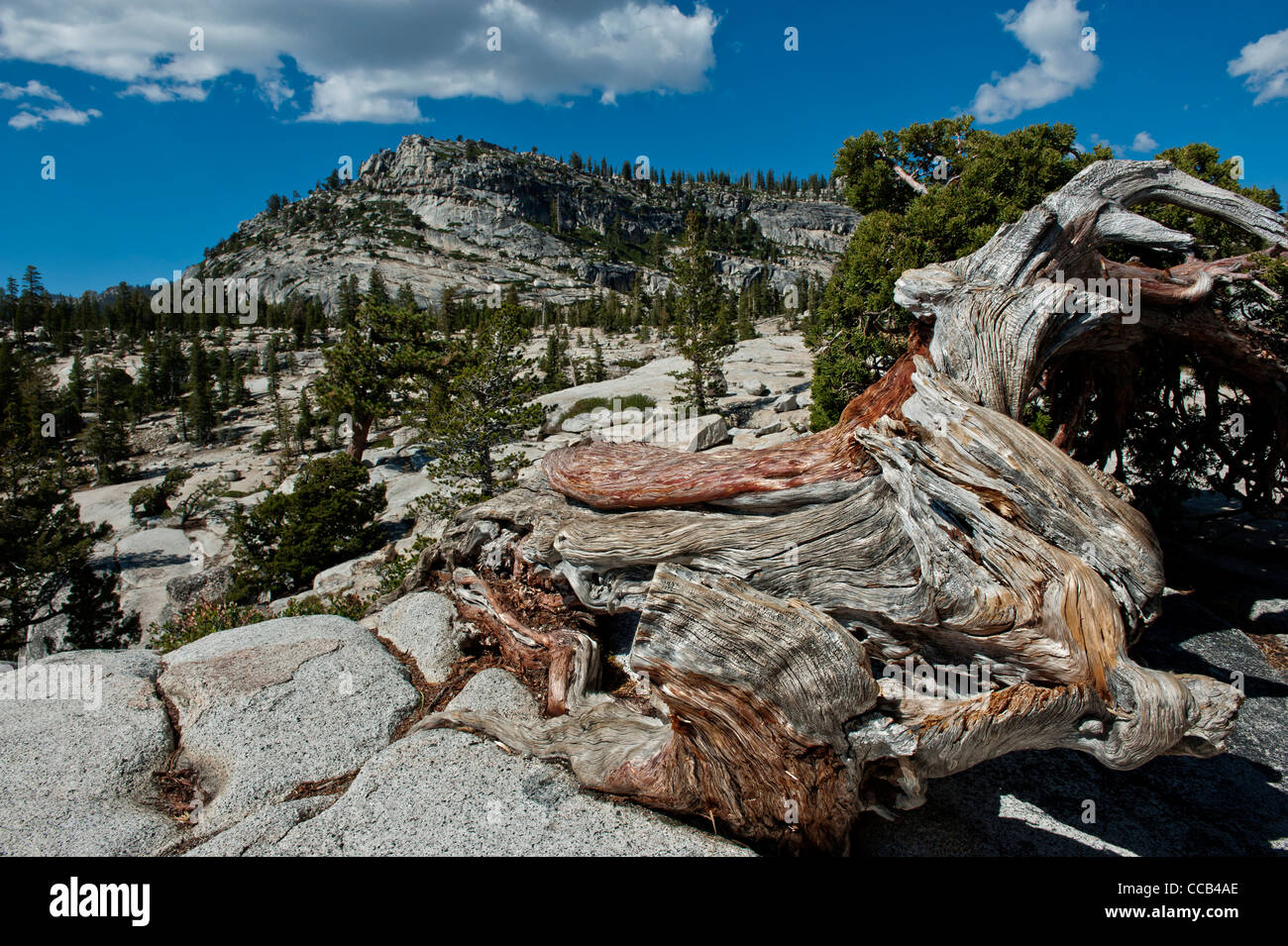 Lone gnarled old Bristlecone Pine (Pinus longaeva) tree stump in front ...
