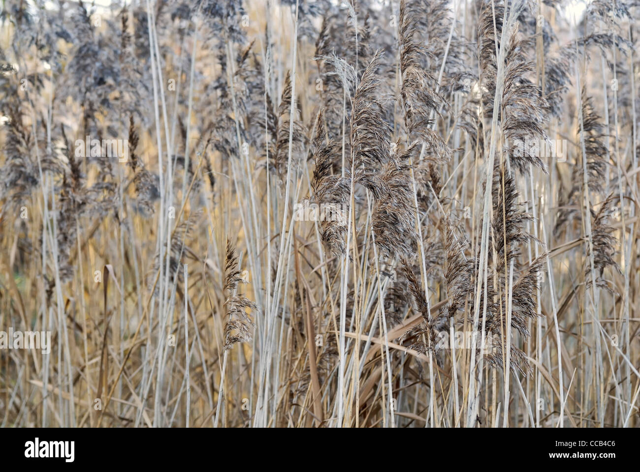 Textured photograph of Pond Reeds. Vertical lines Stock Photo - Alamy