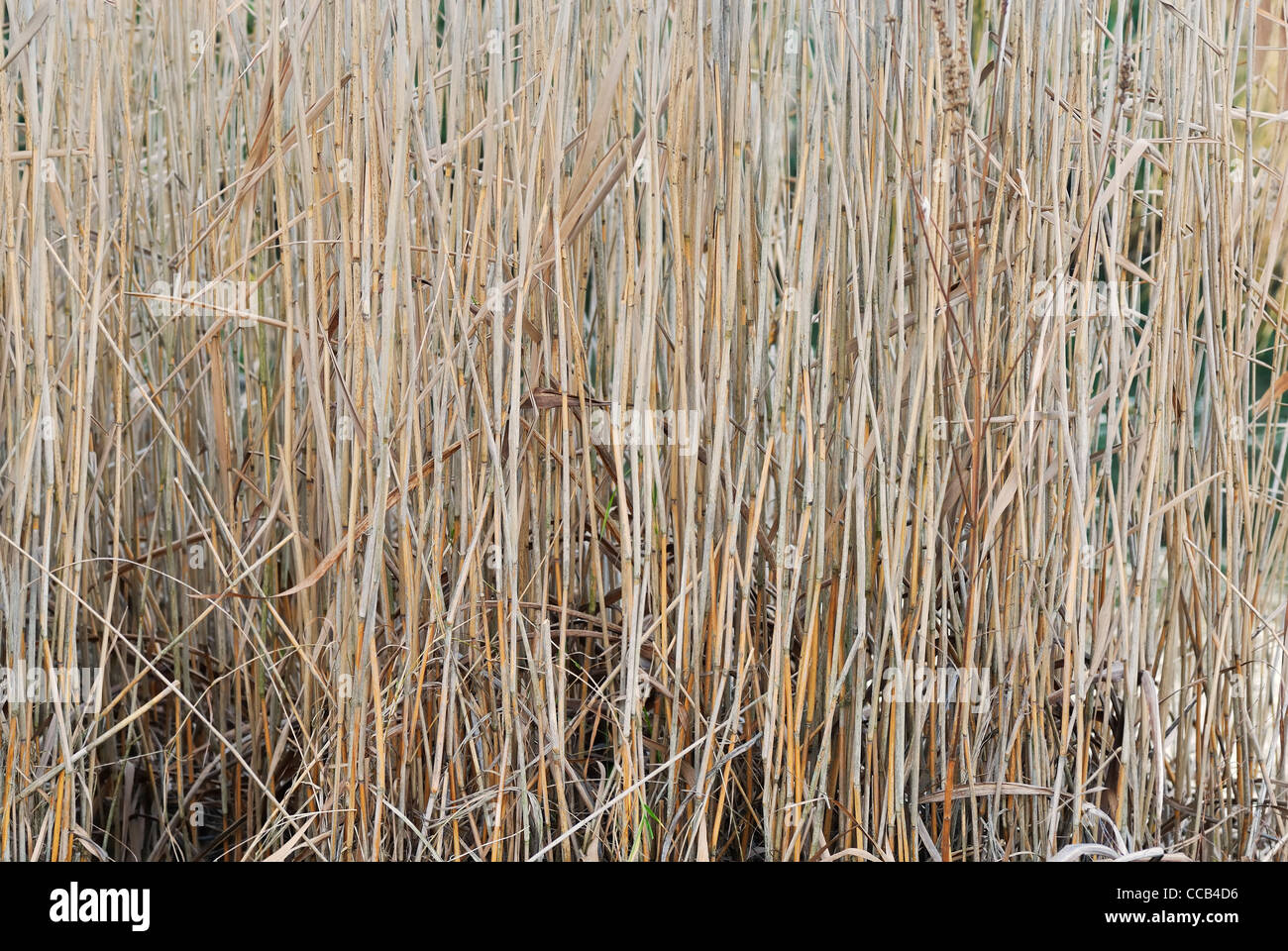 Textured photograph of Pond Reeds. Vertical lines Stock Photo - Alamy