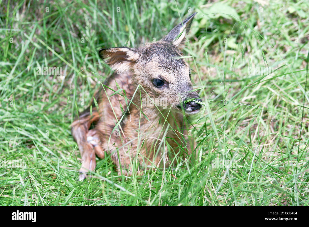 ten minutes new born baby deer Stock Photo - Alamy