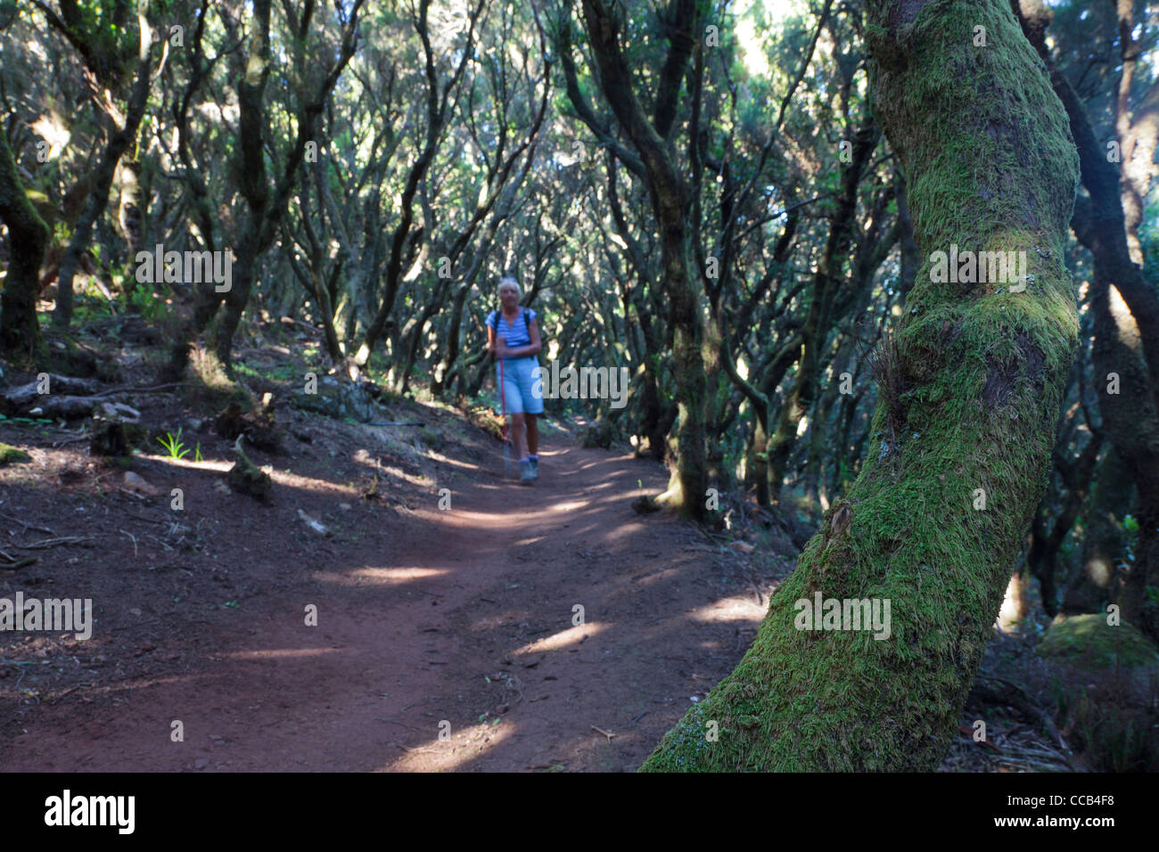 Moss growing on cedar trees hi-res stock photography and images - Alamy