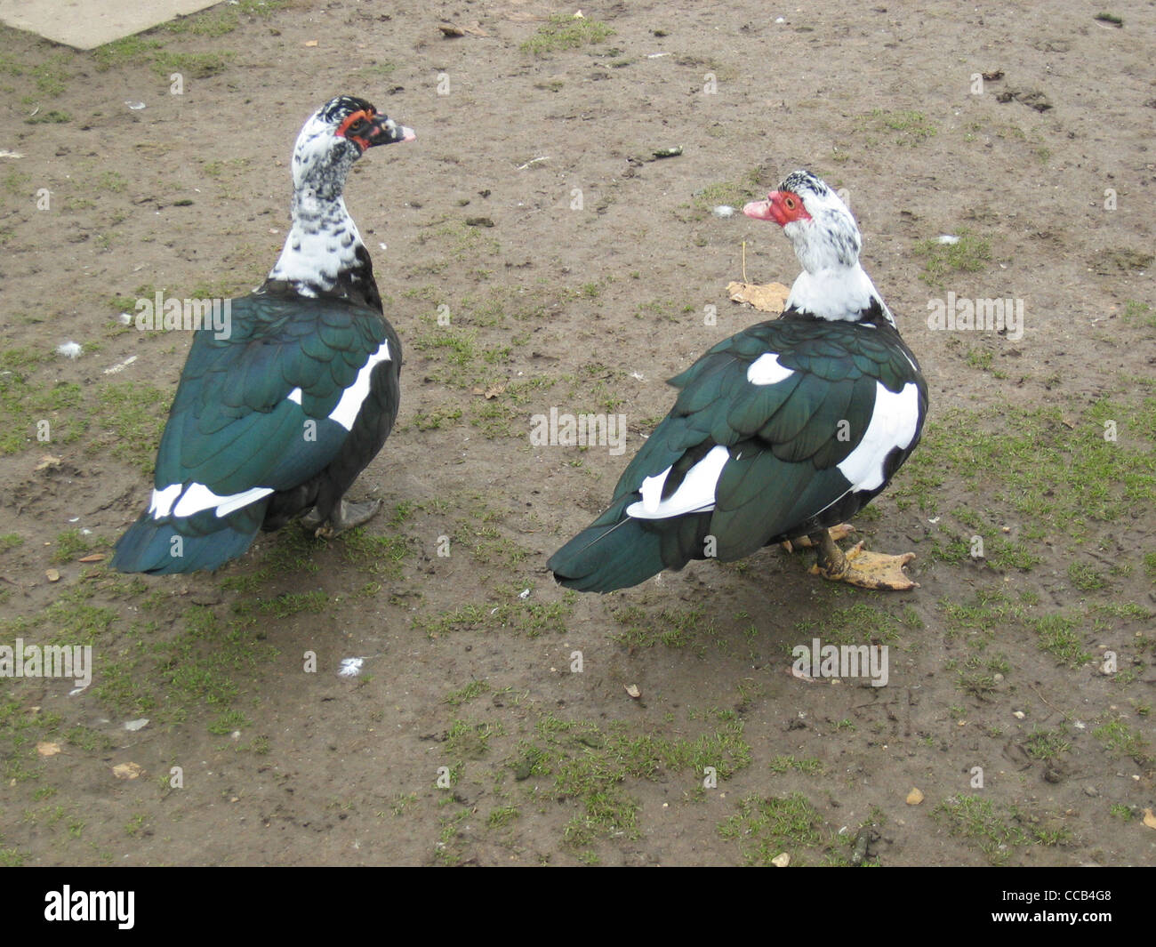 Feral Muscovy Ducks in a park at St Albans, UK Stock Photo - Alamy