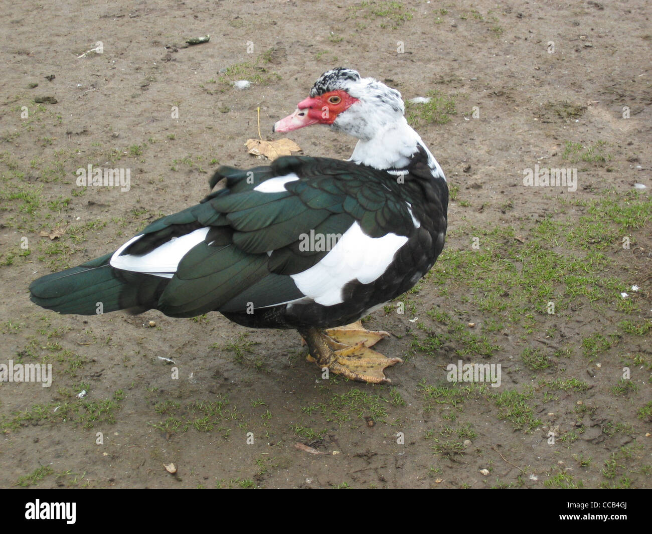 Feral Muscovy Duck in a park at St Albans, UK Stock Photo - Alamy