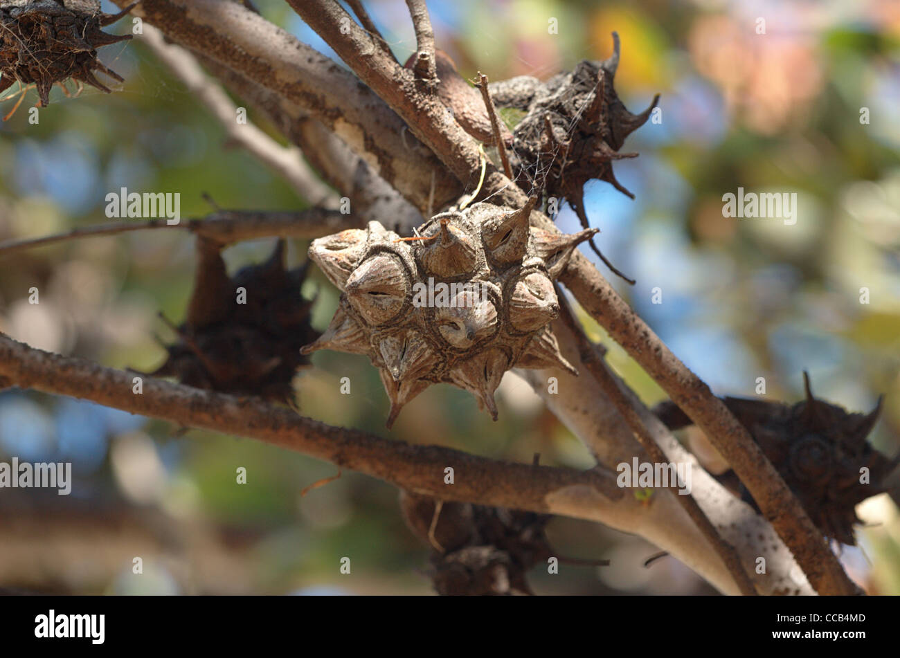 Bald Island Marlock (Eucalyptus conferruminata), fruit clusters or gum ...