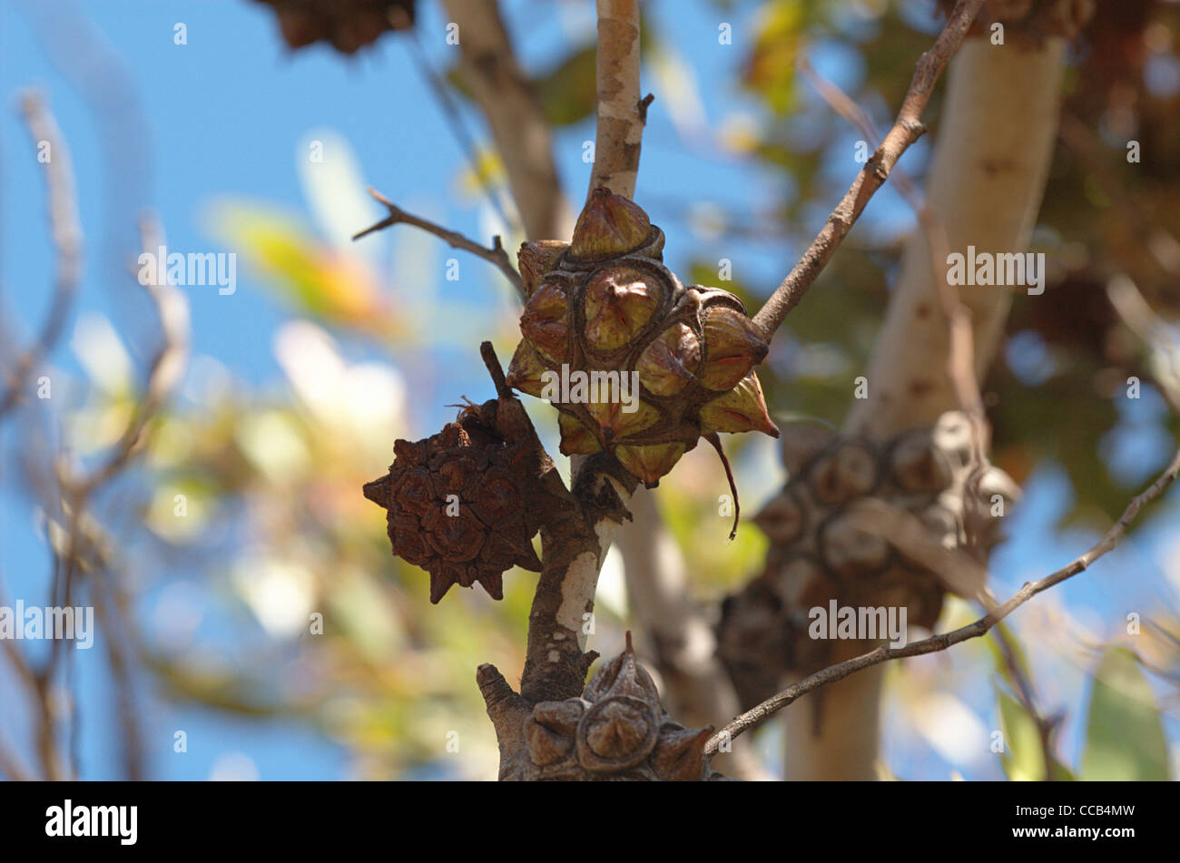Bald island marlock eucalyptus conferruminata hi-res stock photography ...