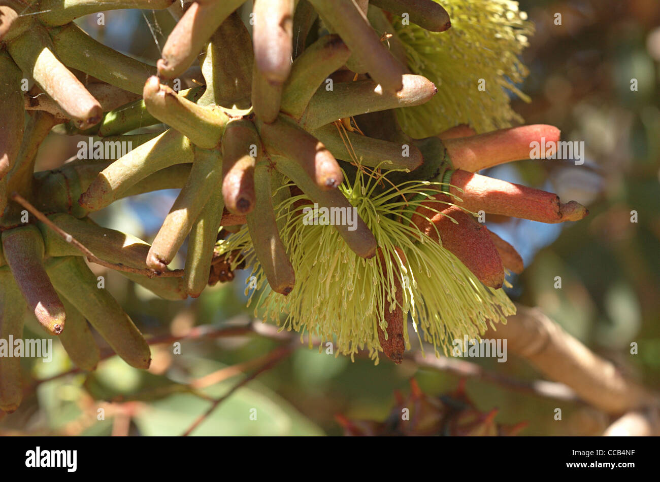 Eucalyptus conferruminata), opercula or flower bud covers and flowers ...
