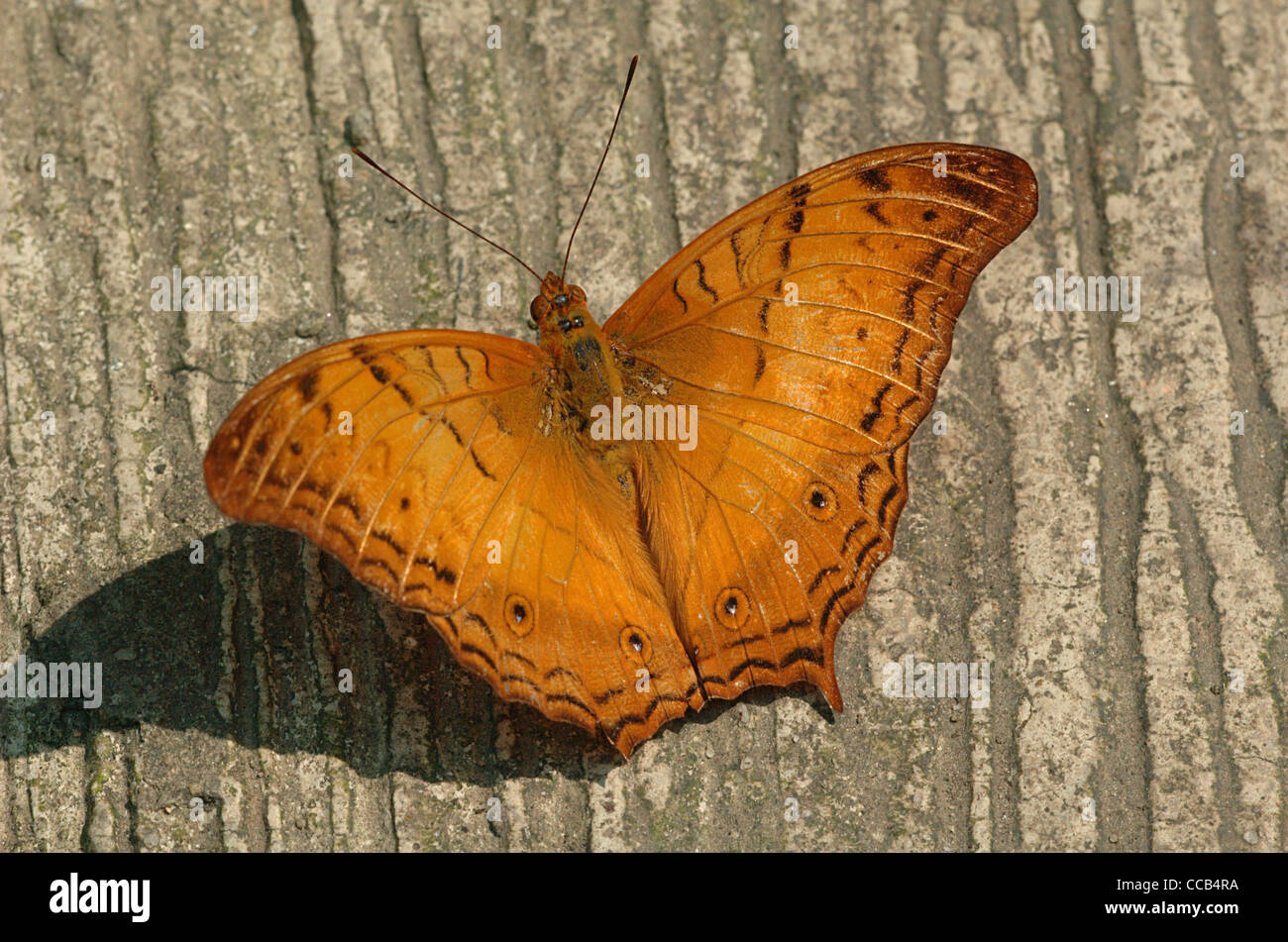Cruiser butterfly Vindula sp Stock Photo - Alamy