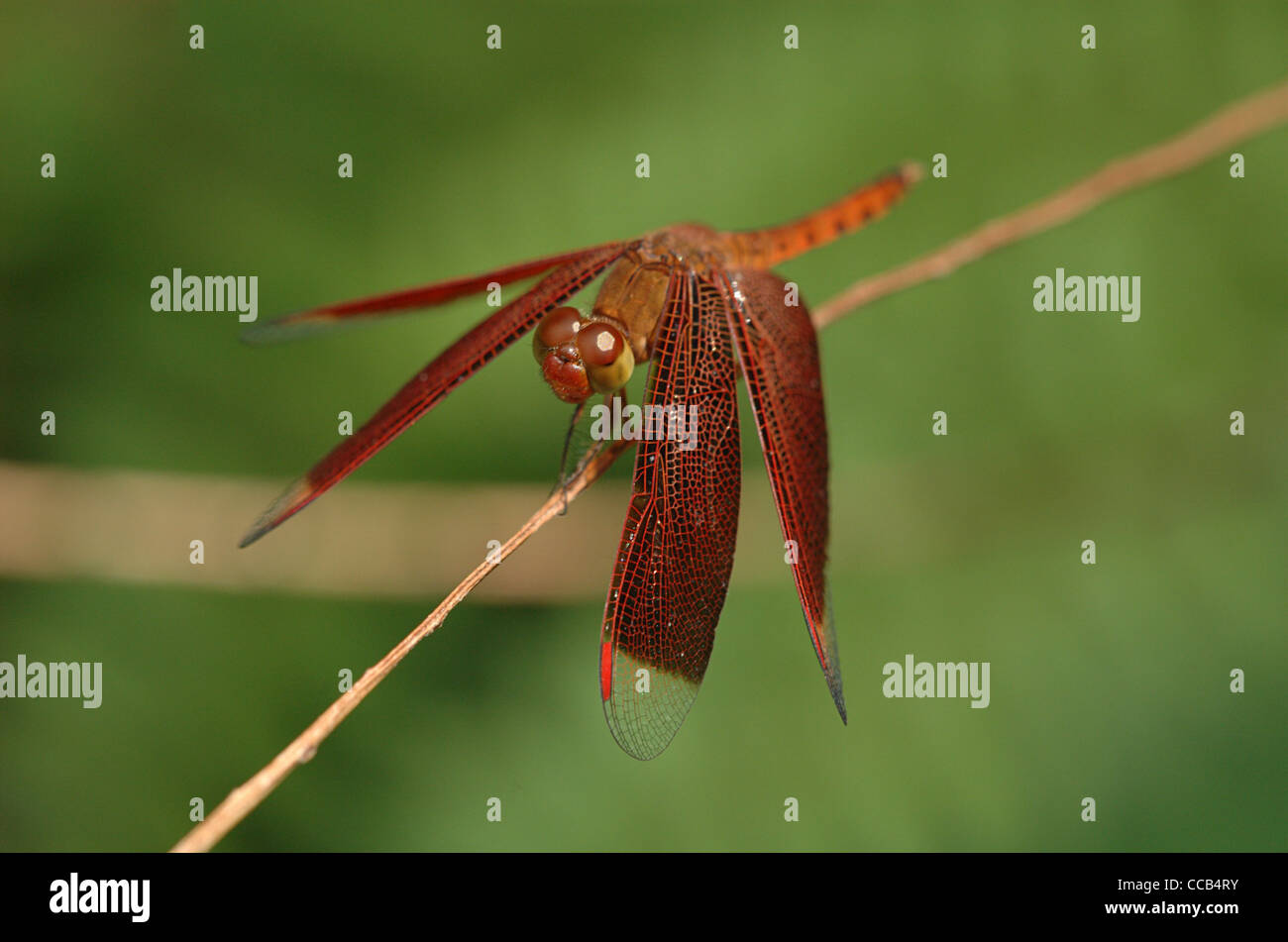 Neurothemis hi-res stock photography and images - Alamy
