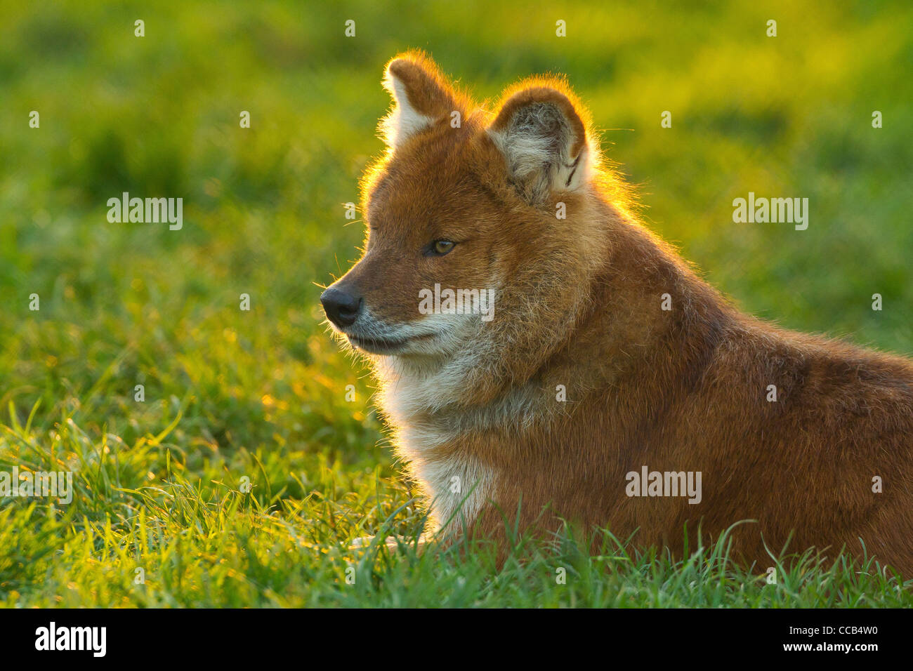 Dhole (Cuon alpinus) Resting, Also Known As Asiatic wild Dog, Whistling ...