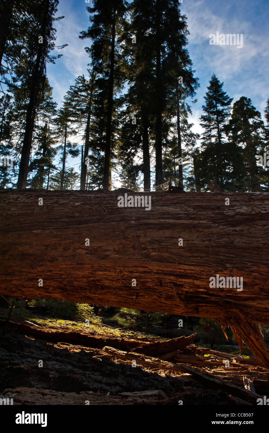 Mariposa Grove. Giant Sequoia Groves. Yosemite National Park ...