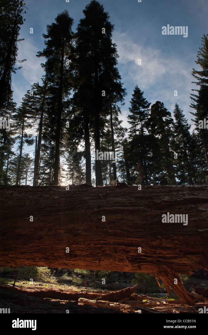 Mariposa Grove of Giant Sequoias. Yosemite National Park. California ...