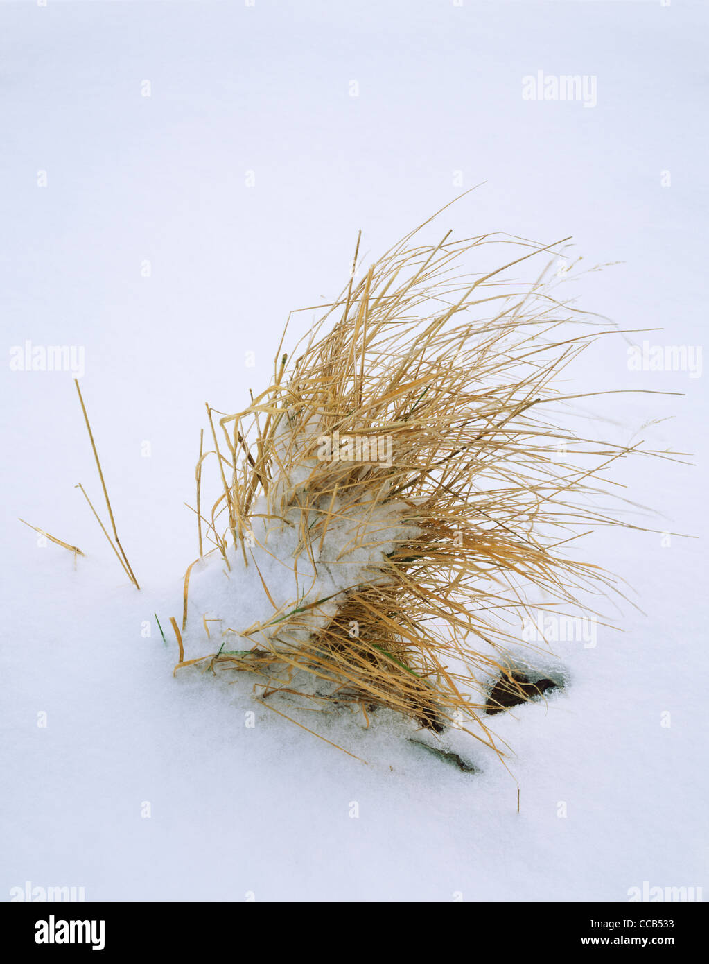 Grass in Winter Snow Stock Photo - Alamy