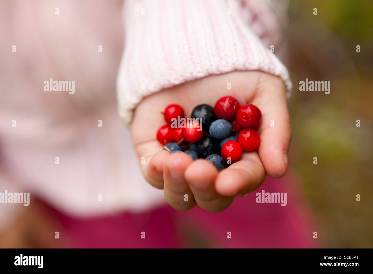 Child holding fresh berries in her hand. Blueberries, lingonberries and ...