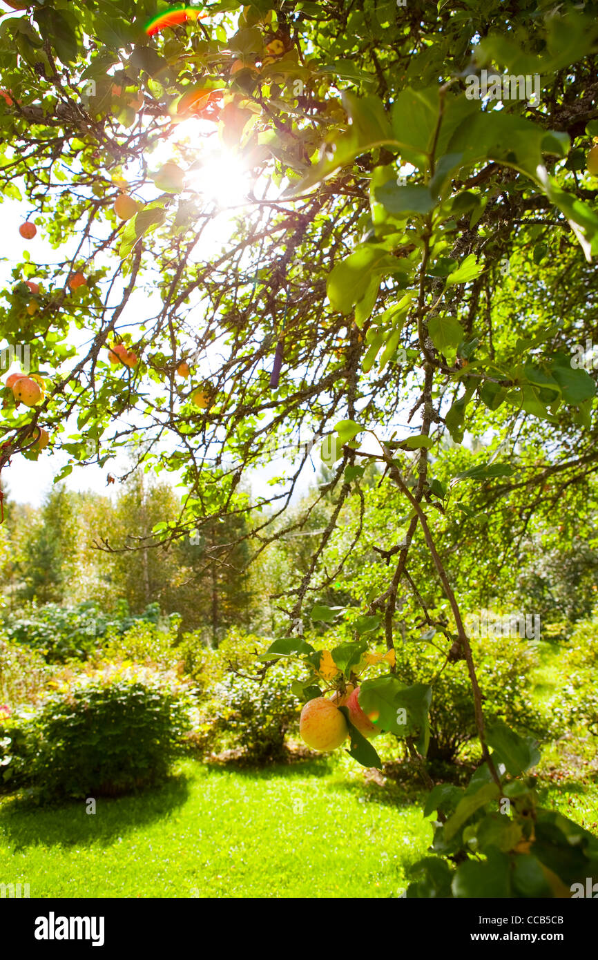 Apple tree in a garden with sunlight coming through the leaves Stock ...