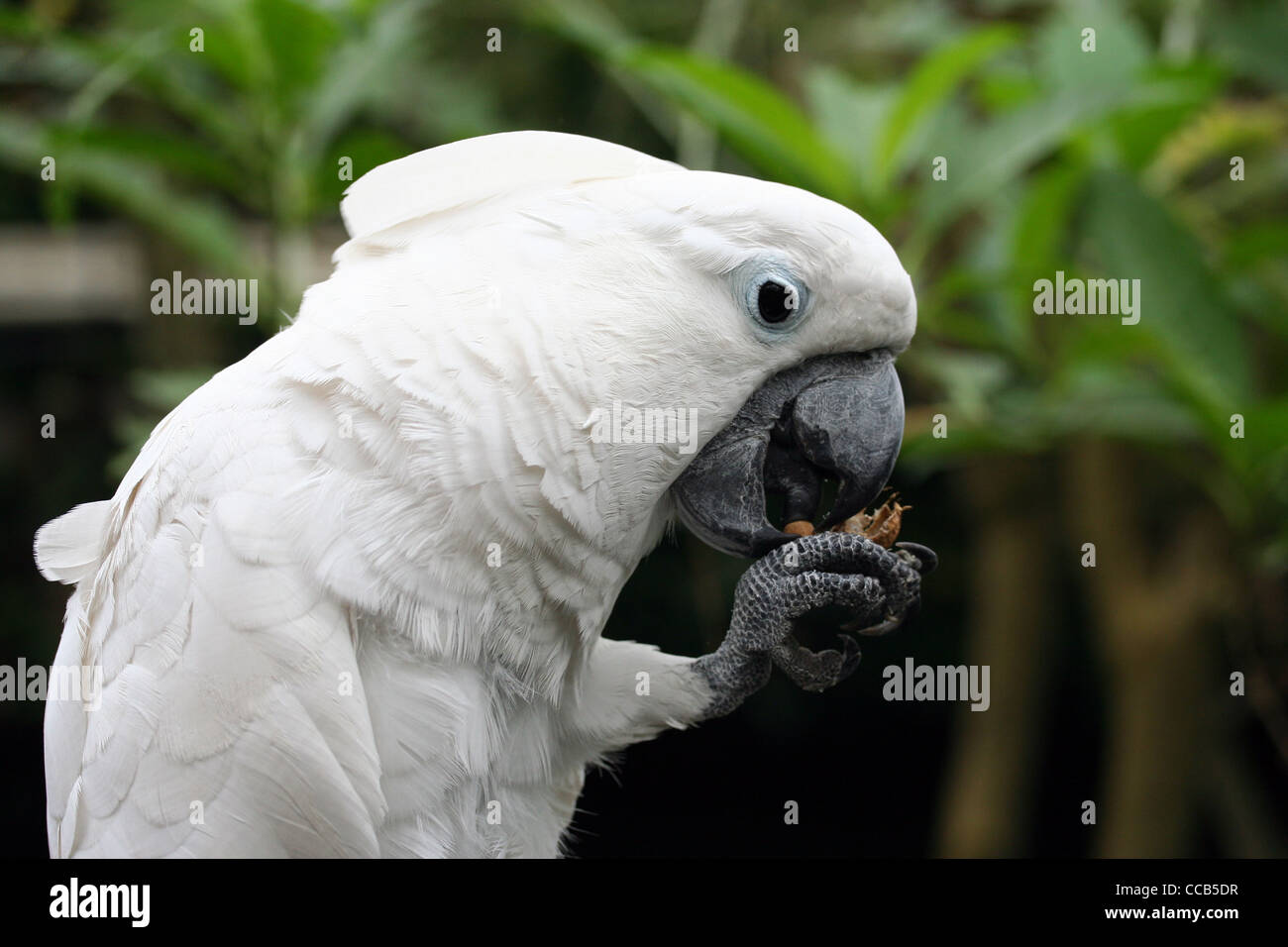 White Cockatoo, Cacatua alba (also known as the Umbrella Cockatoo or U2 ...