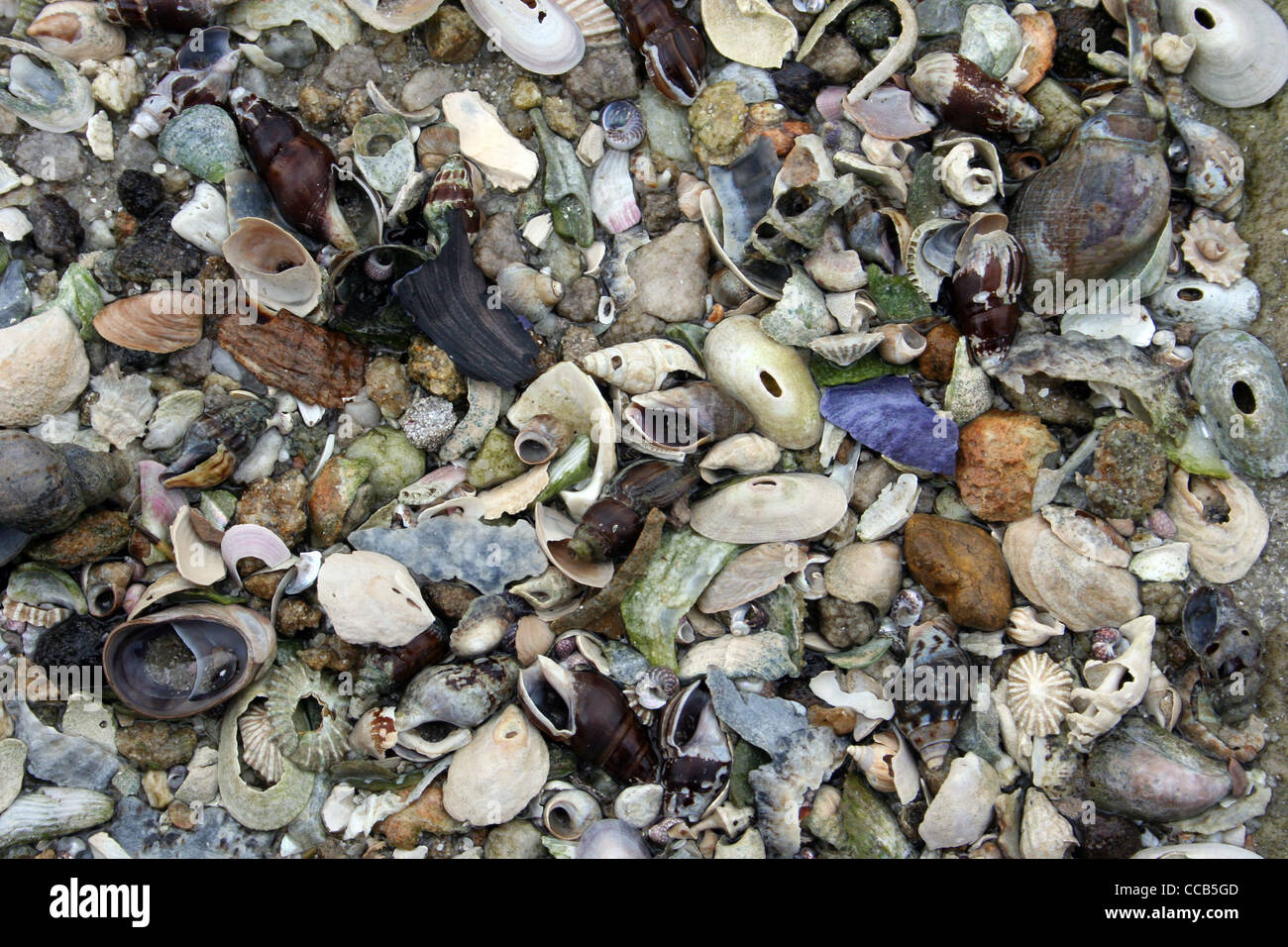 Shells on the beach Stock Photo - Alamy