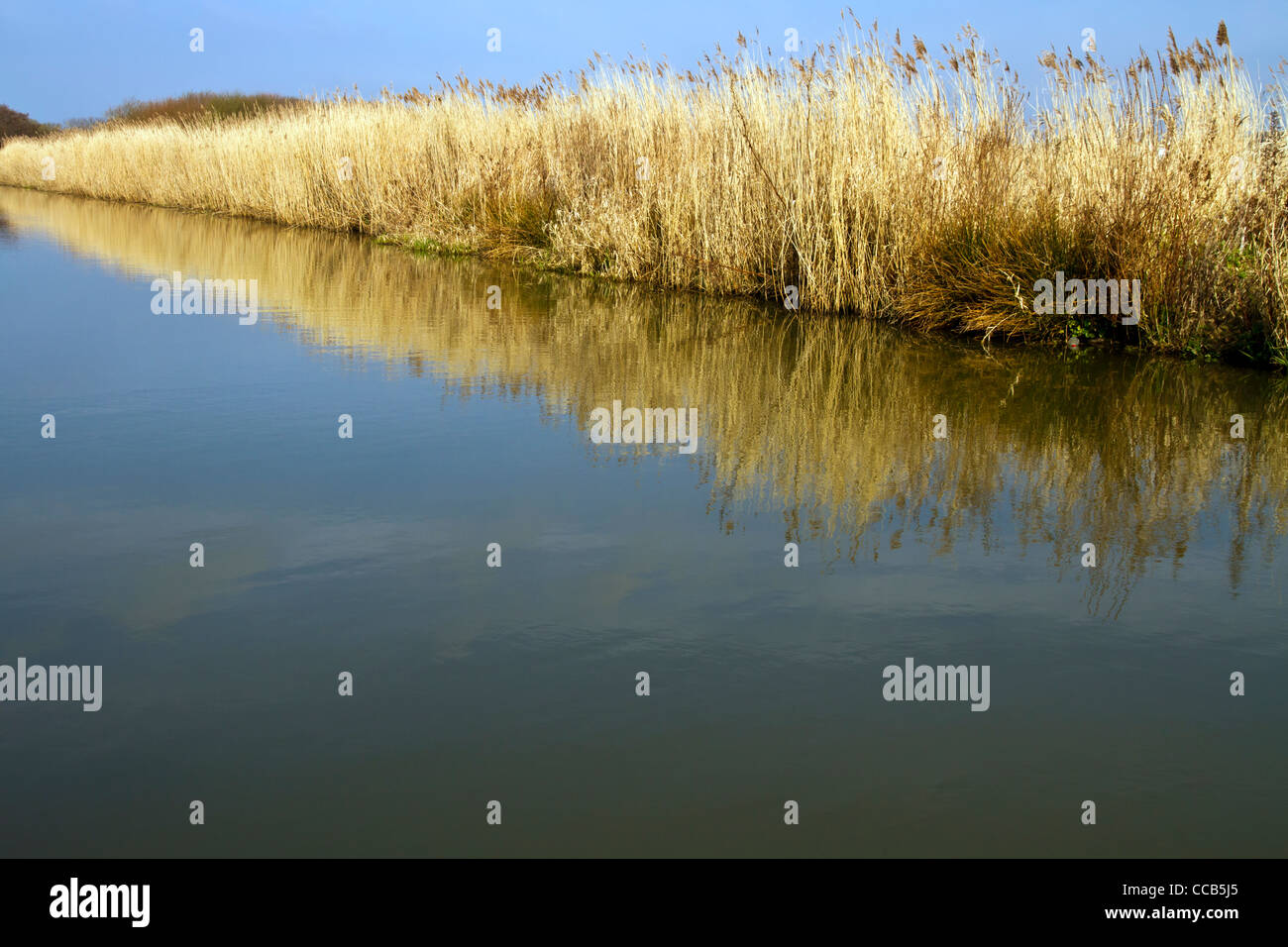 Reeds canal hi-res stock photography and images - Alamy