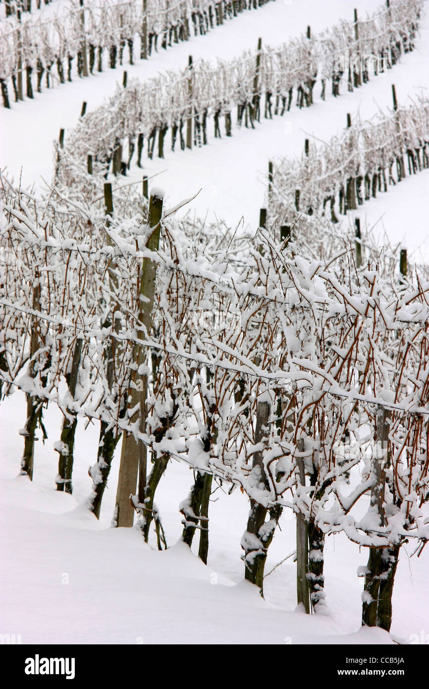 Grape vine in the snow hi-res stock photography and images - Alamy