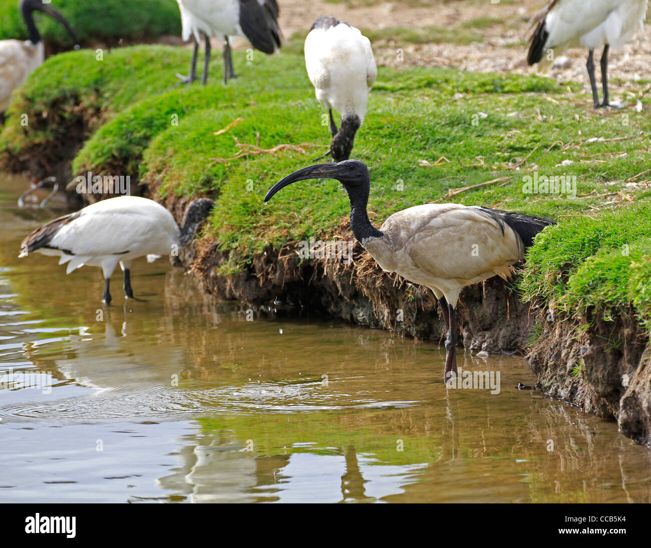 Intaka island bird sanctuary hi-res stock photography and images - Alamy