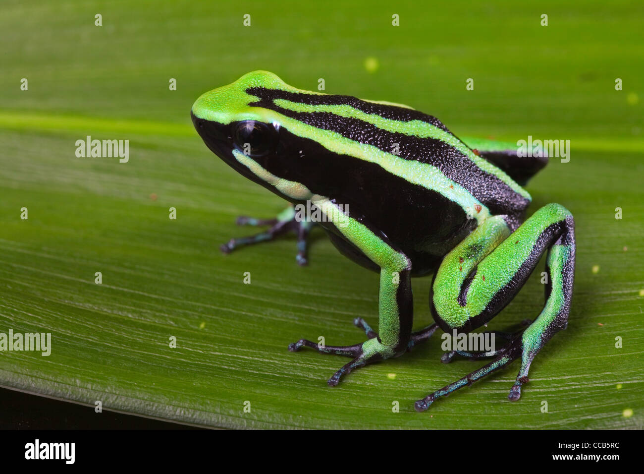 Green Poison Arrow Frog