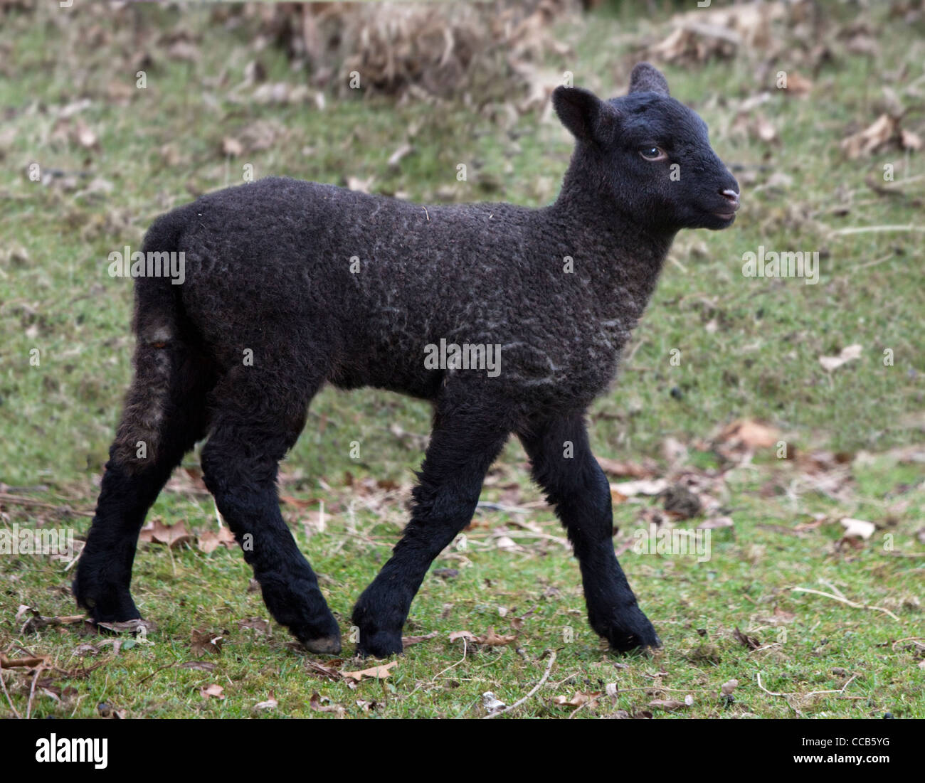Black lamb hi-res stock photography and images - Alamy