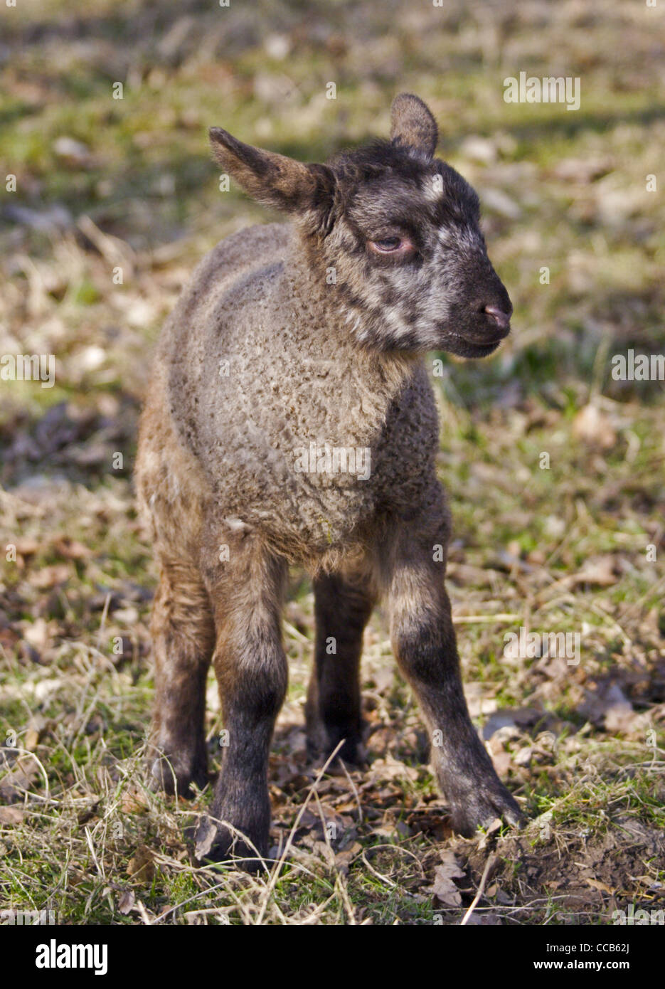 Brown Lamb, UK Stock Photo - Alamy