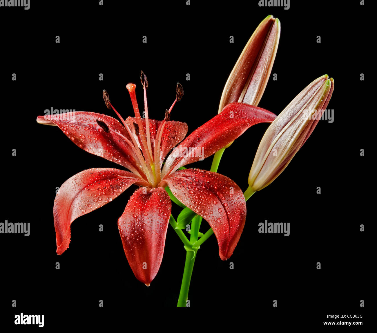 Asiatic lilies garden hi-res stock photography and images - Alamy