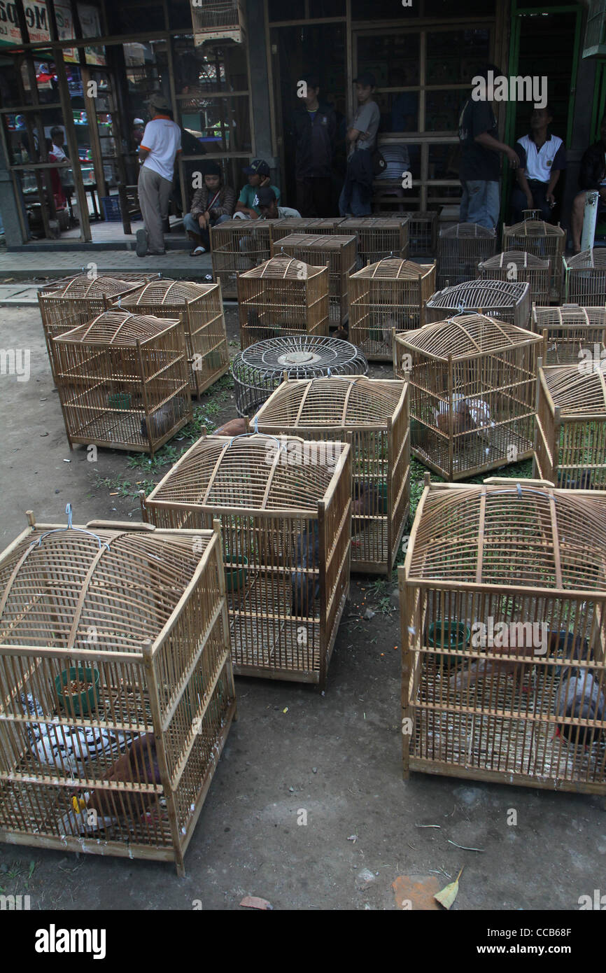 bird market Yogyakarta Indonesia Stock Photo - Alamy