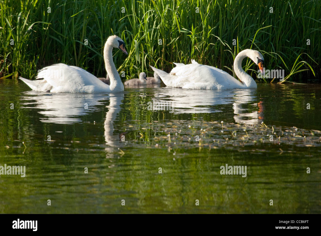 A pair of mute swans with cygnets next to reeds on a river Stock Photo ...