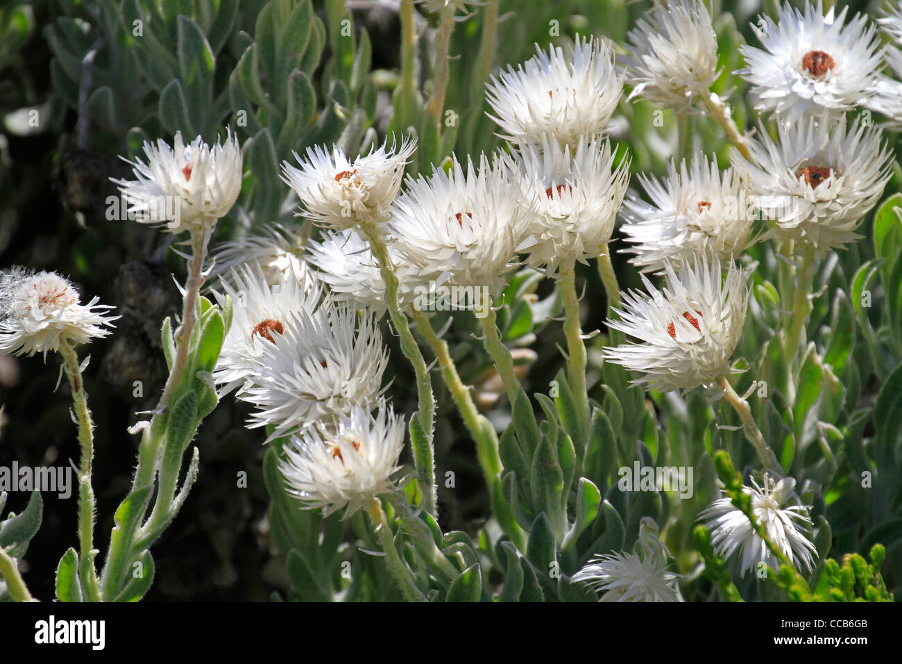 White everlasting (Syncarpha argyropsis) in bloom at Cape Point Stock ...