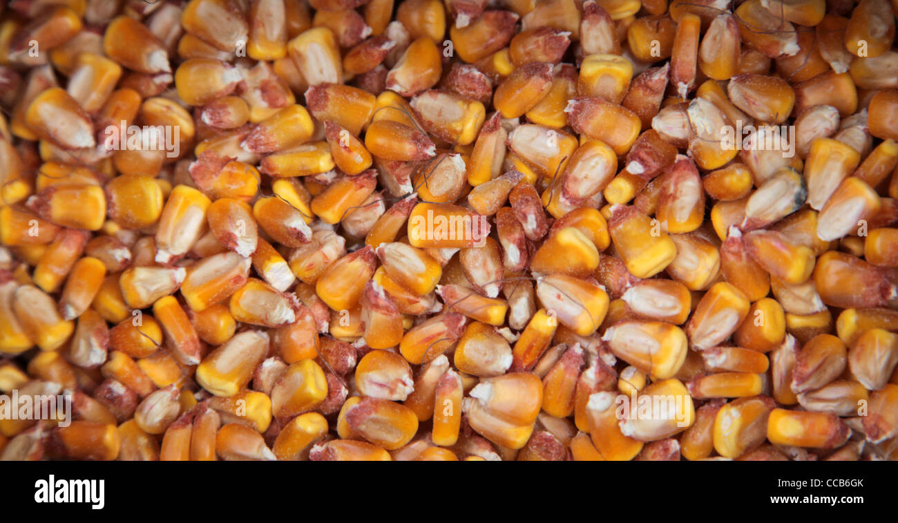 Soft corn hi-res stock photography and images - Alamy